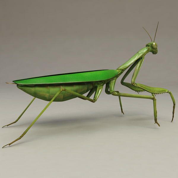 3d insects v2 model