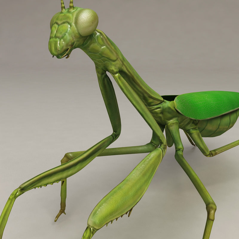 3d insects v2 model
