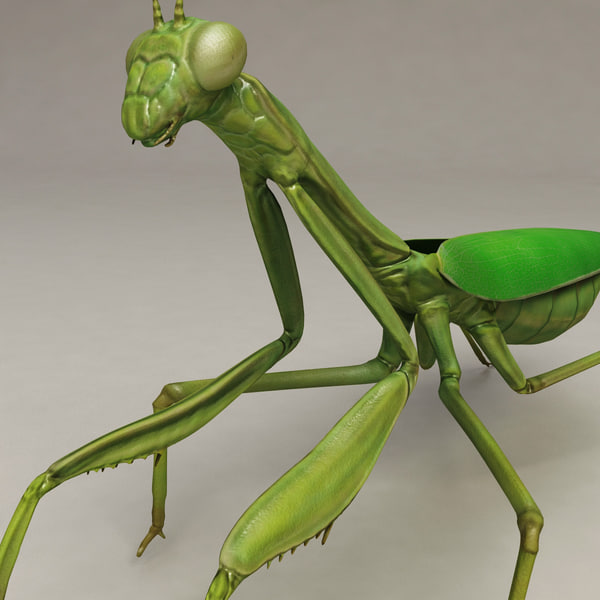 3d insects v2 model