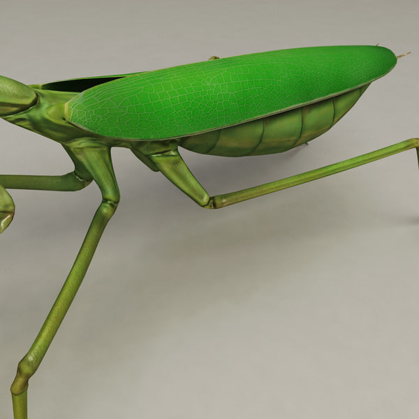 3d insects v2 model