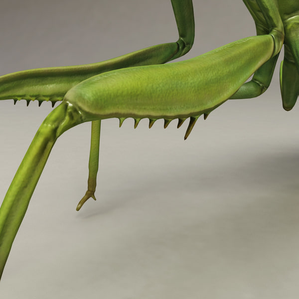 3d insects v2 model