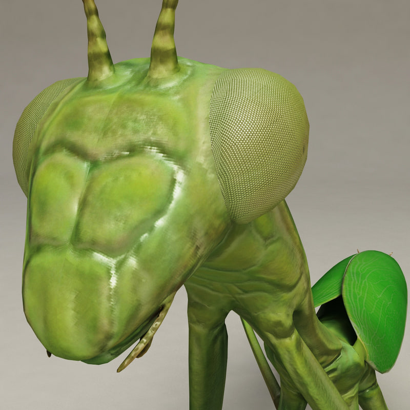 3d insects v2 model