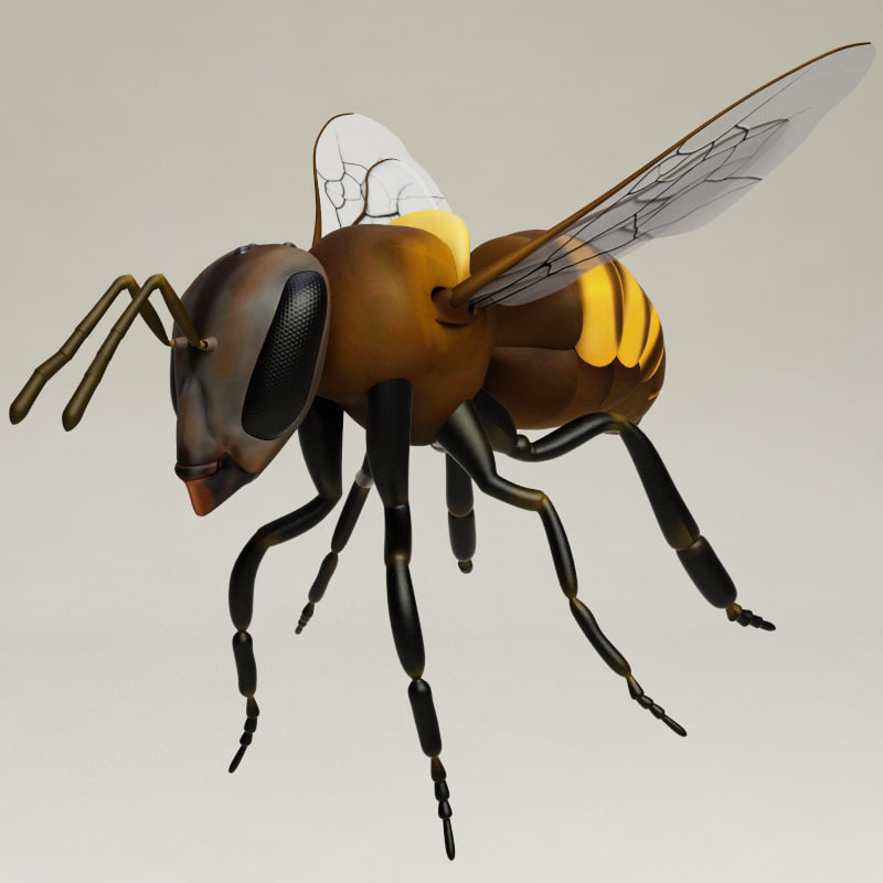 3d insects v2 model