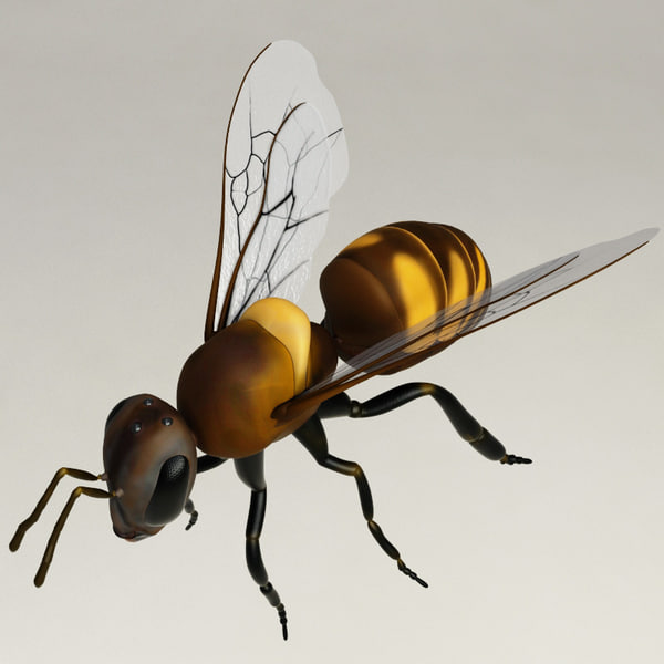 3d insects v2 model