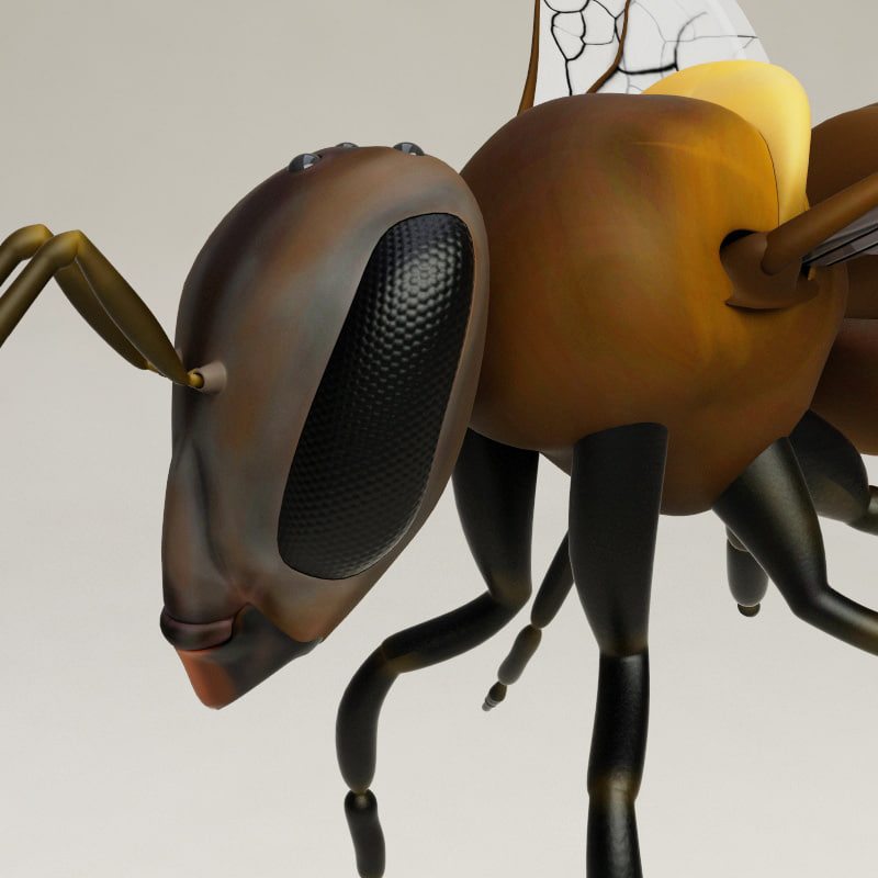 3d insects v2 model