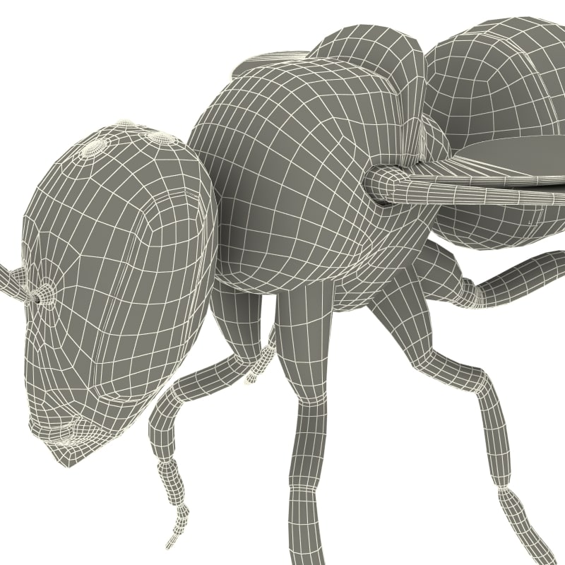 3d insects v2 model