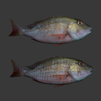 Free 3D Fish Models | TurboSquid