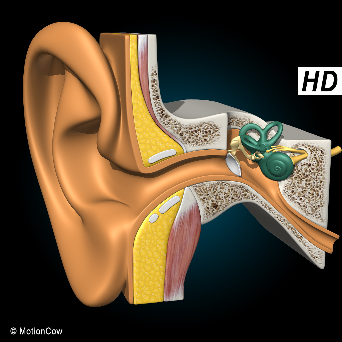 3d cross sectional human ear