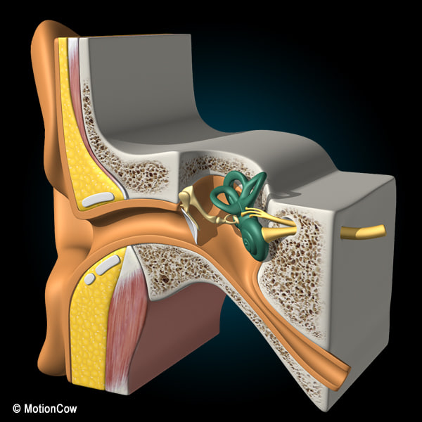3d cross sectional human ear