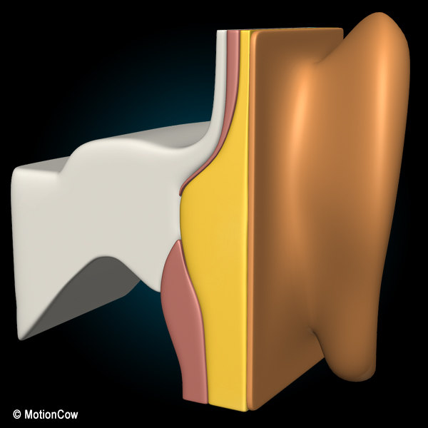 3d cross sectional human ear