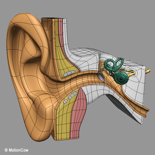3d cross sectional human ear