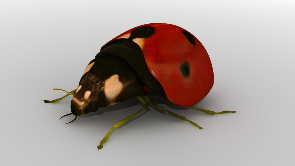 ladybug lady bug 3d model
