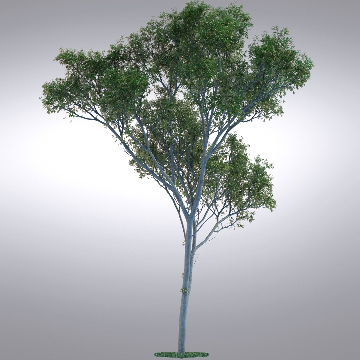 hi realistic series tree 3d model