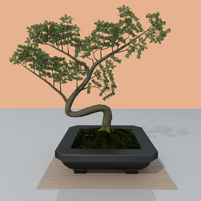 3d model bonsai tree