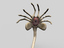 rigged xenomorph facehugger alien 3d max