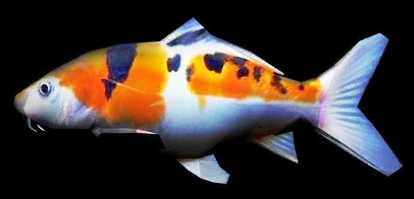 Koi 3D Models for Download | TurboSquid