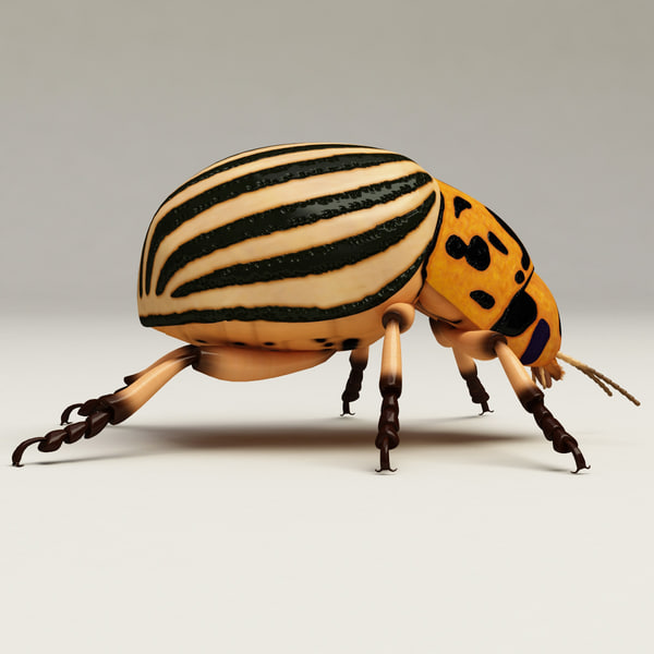 insects v3 3d model