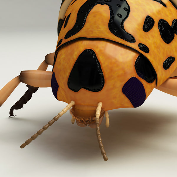 insects v3 3d model