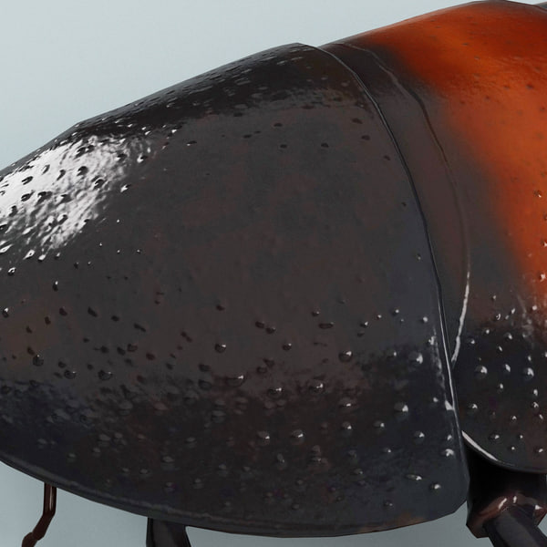 insects v3 3d model