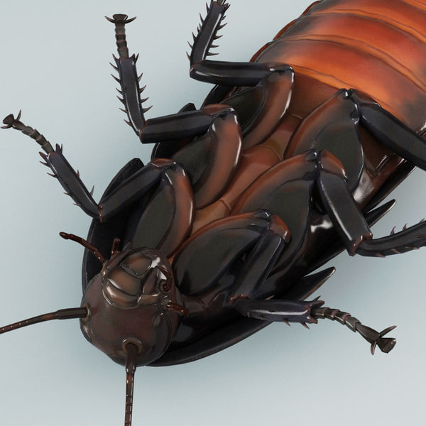insects v3 3d model