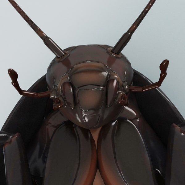 insects v3 3d model