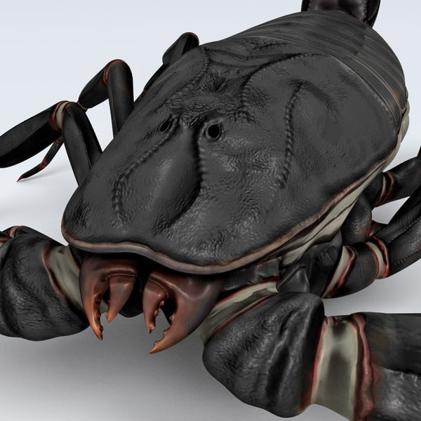 insects v3 3d model