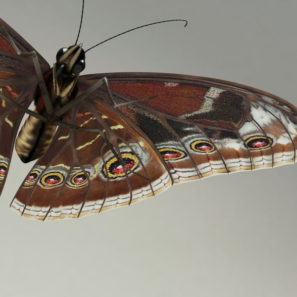 insects v6 3d model
