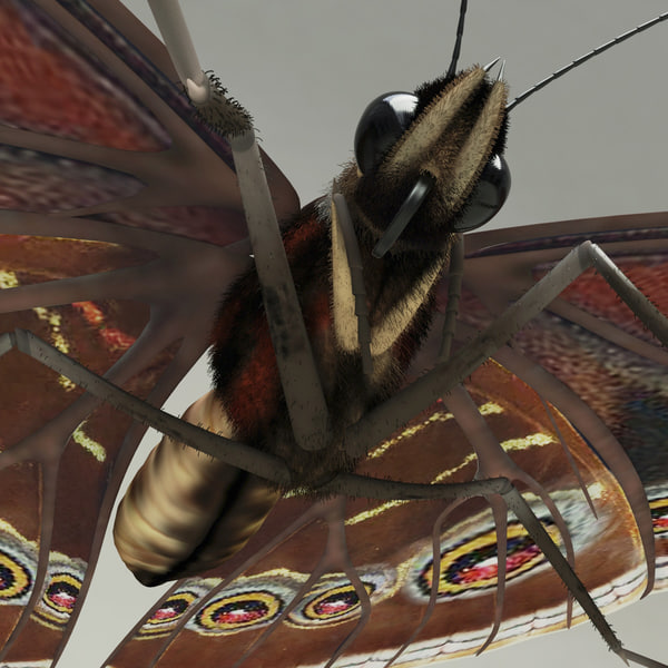 insects v6 3d model