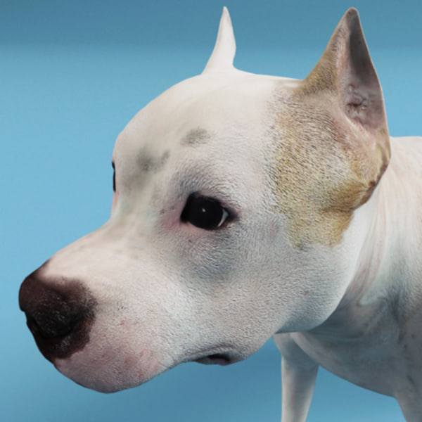 dogs set shepherd max