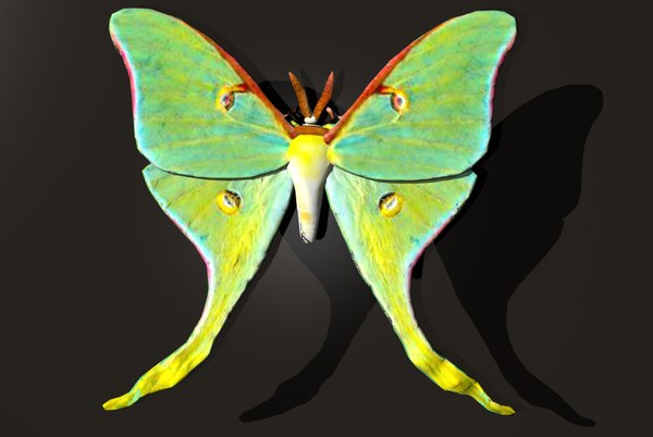 3D Moth Models | TurboSquid