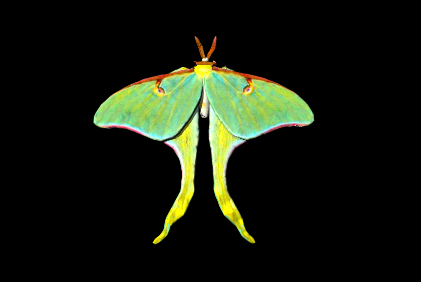 luna moth 3d 3ds