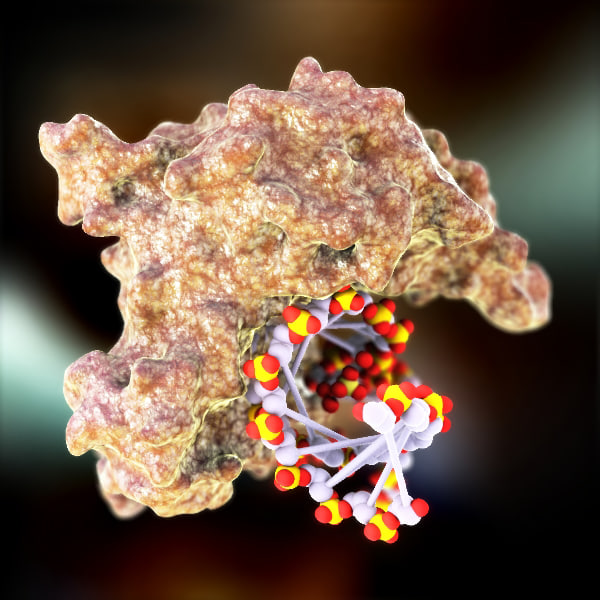 dna polymerase protein 3d max