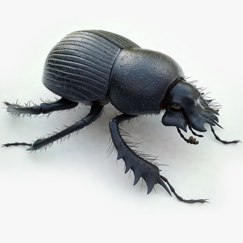 max dung beetle