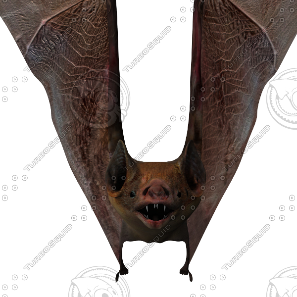 3d vampire bat model
