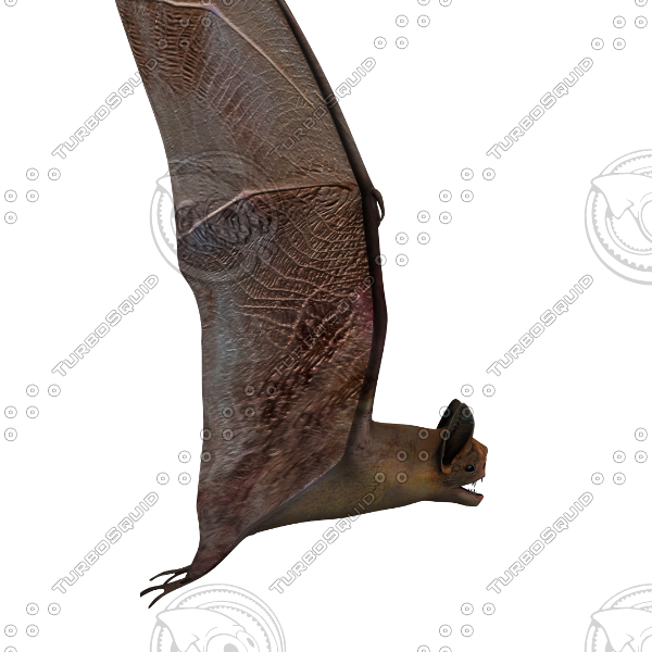 3d vampire bat model