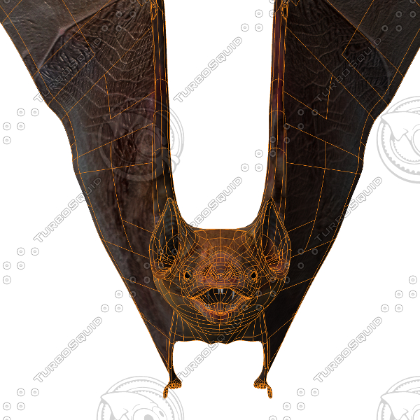 3d vampire bat model