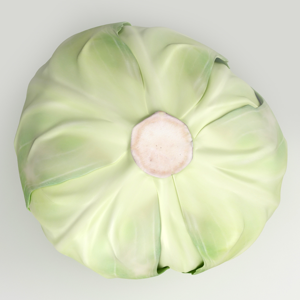 cabbage 3d max