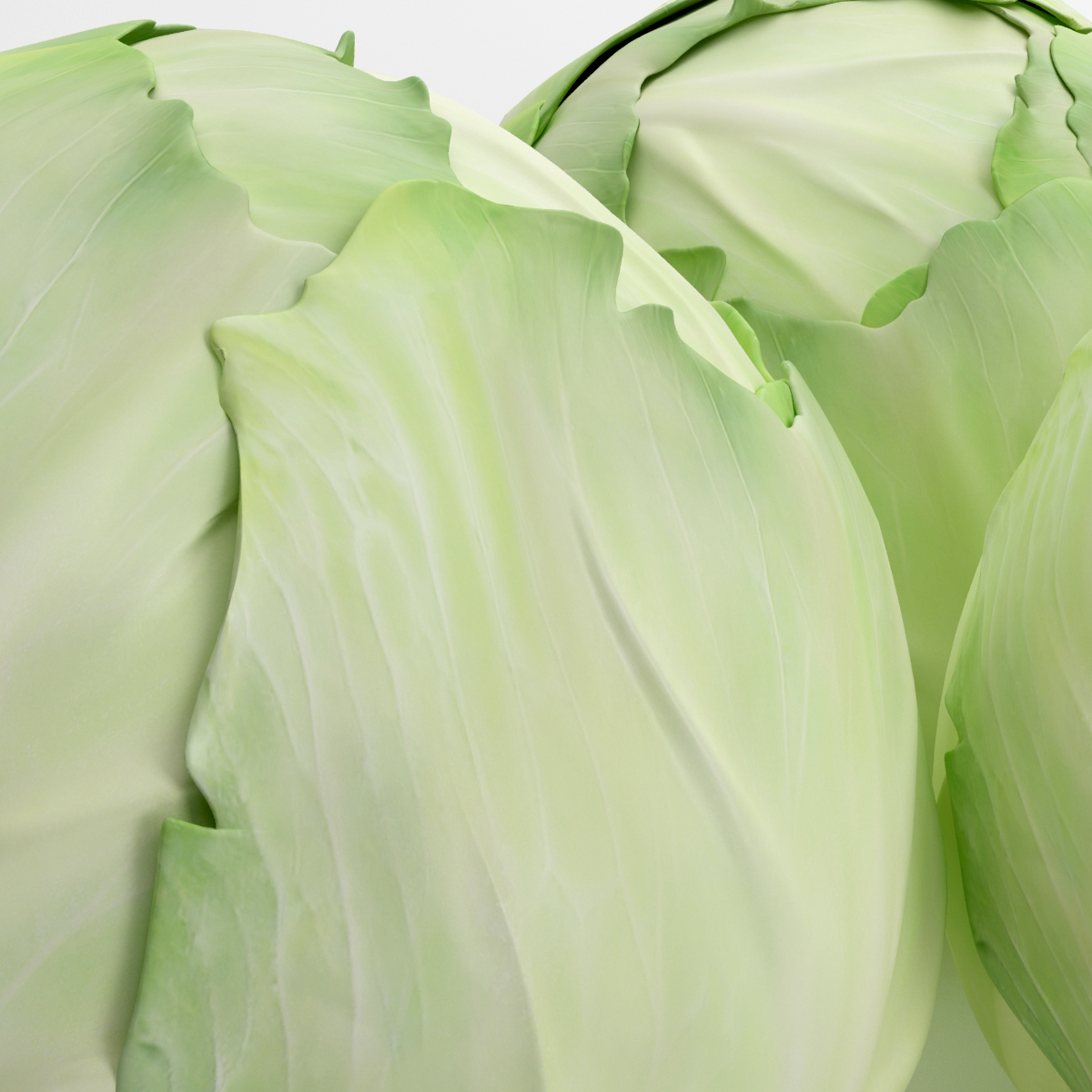 cabbage 3d max