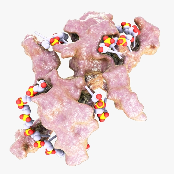 Protein 3D Models for Download | TurboSquid