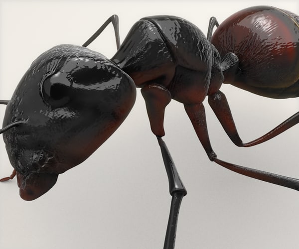 blend hymenoptera ant
