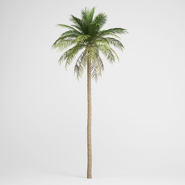 royal palm tree 3d model
