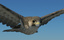 3d model peregrine falcon wings folded