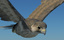 3d model peregrine falcon wings folded
