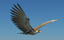 3d model peregrine falcon wings folded