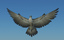 3d model peregrine falcon wings folded