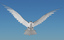 3d model peregrine falcon wings folded