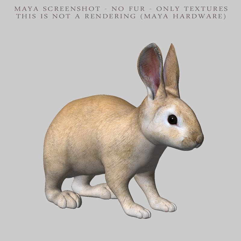 3d model rabbits fur