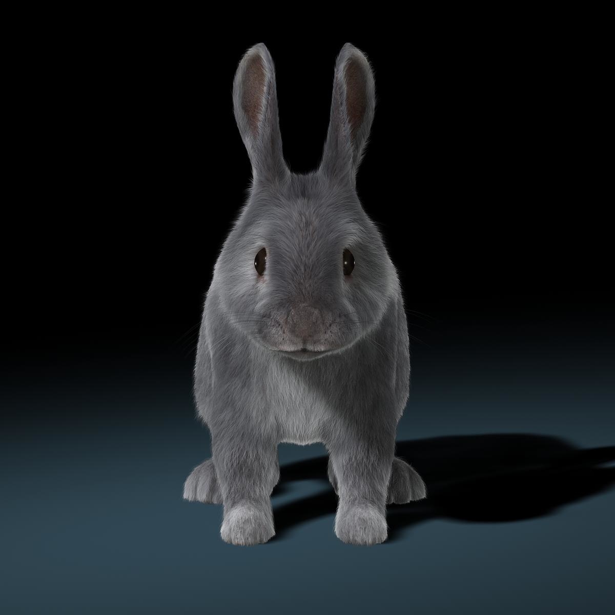 3d model rabbits fur