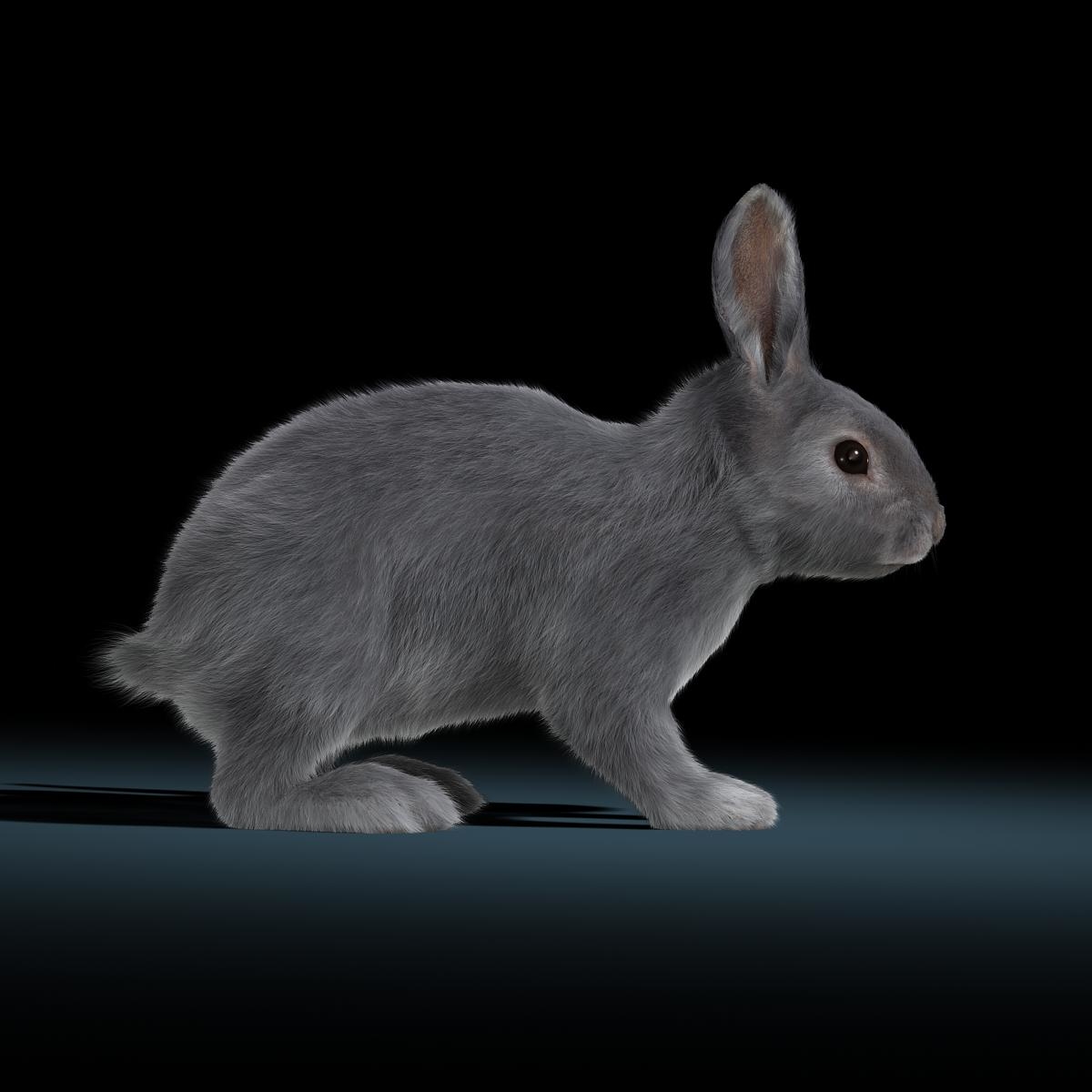 3d model rabbits fur
