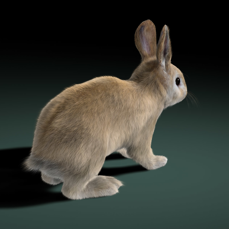 3d model rabbits fur